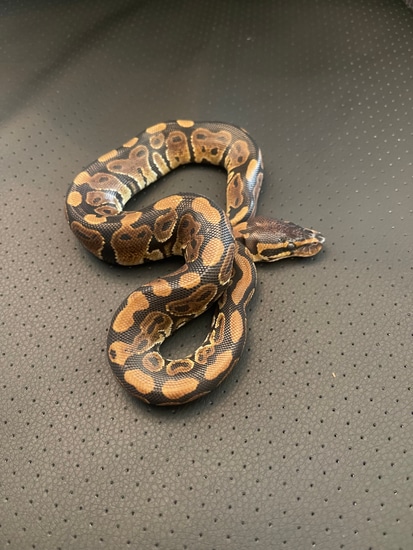 Normal Ball Python by 4Z Exotics