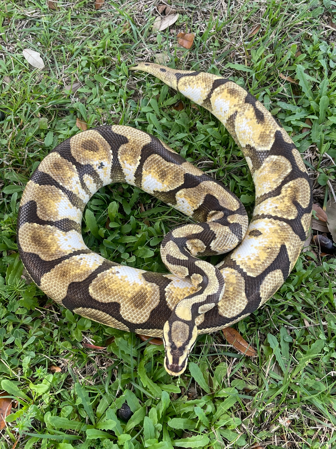 Enchi Yellow Belly Ball Python by 4Z Exotics - MorphMarket