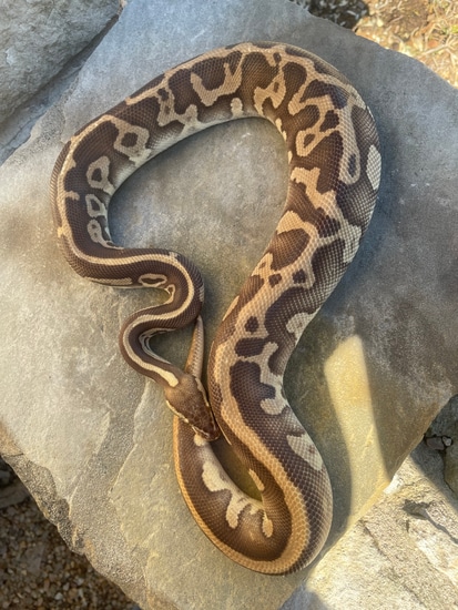 Proven Pastel Leopard Lesser Ball Python by 4Z Exotics
