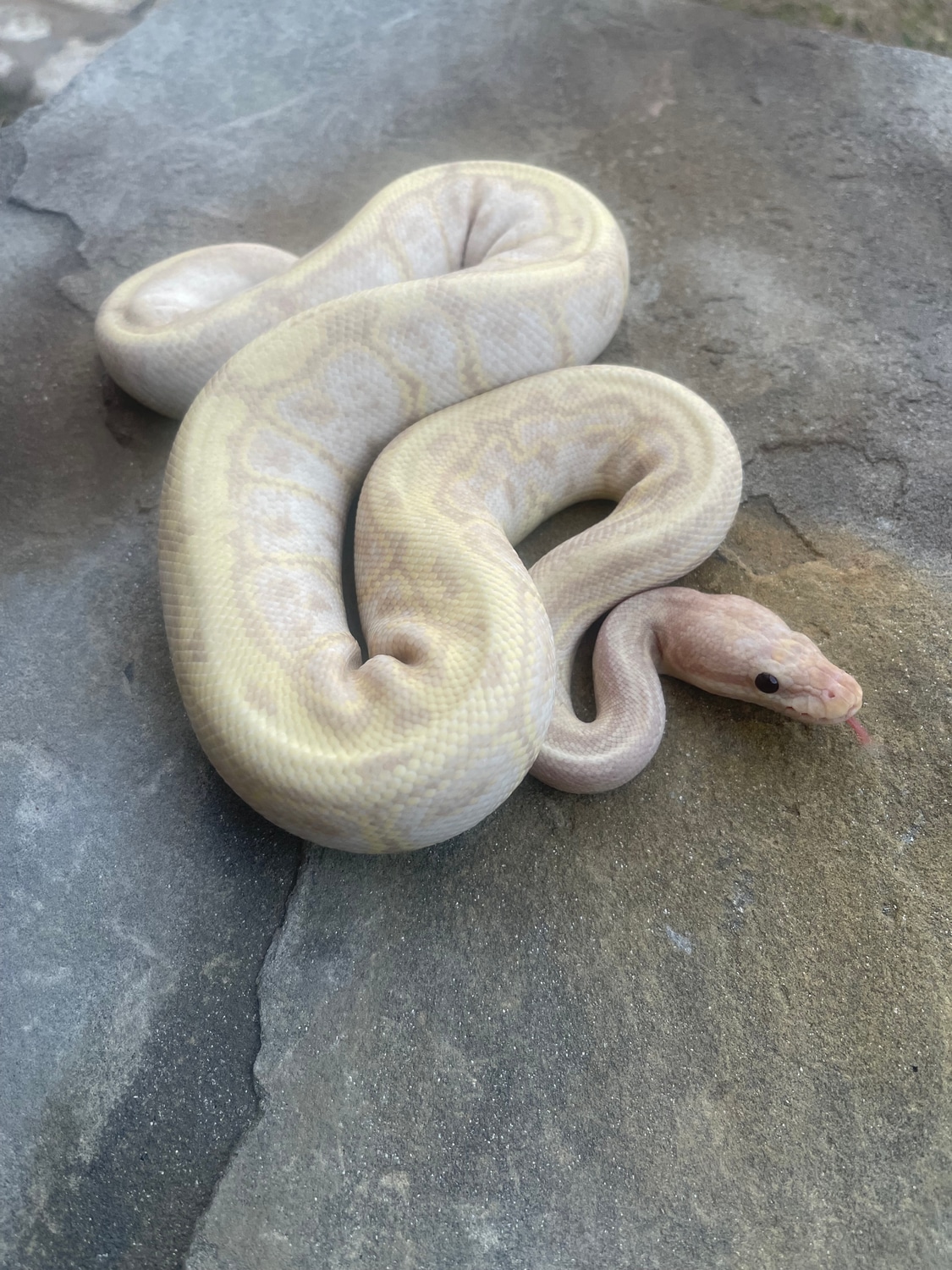 Super Banana Pinstripe Ball Python by 4Z Exotics - MorphMarket