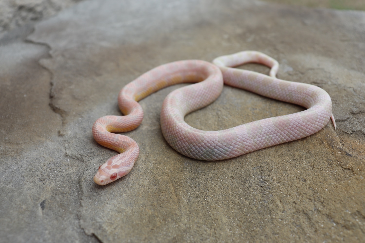 Snow Male Corn Snake by 4Z Exotics - MorphMarket