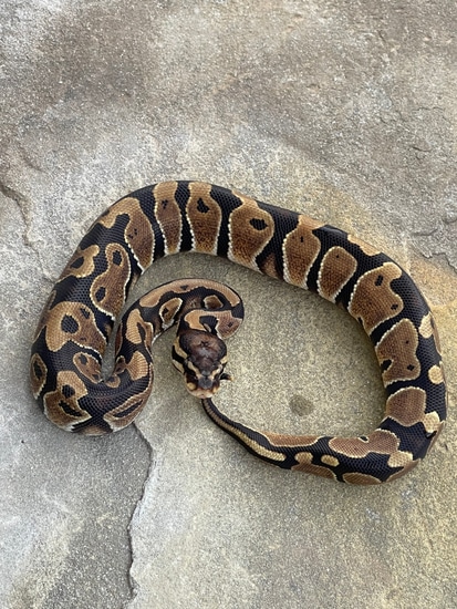 Normal Ball Python by 4Z Exotics
