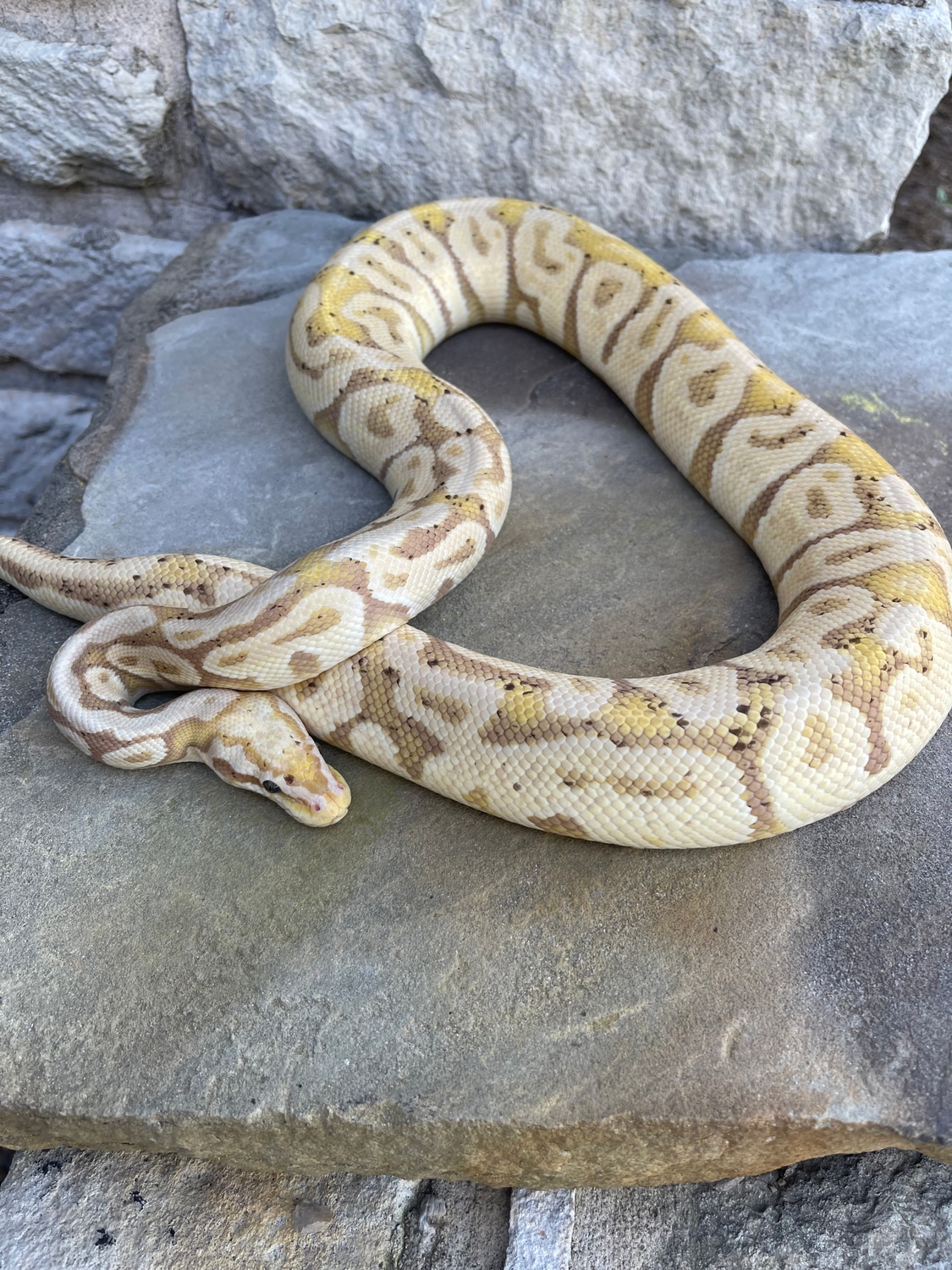 Banana Pastel Ball Python by 4Z Exotics - MorphMarket