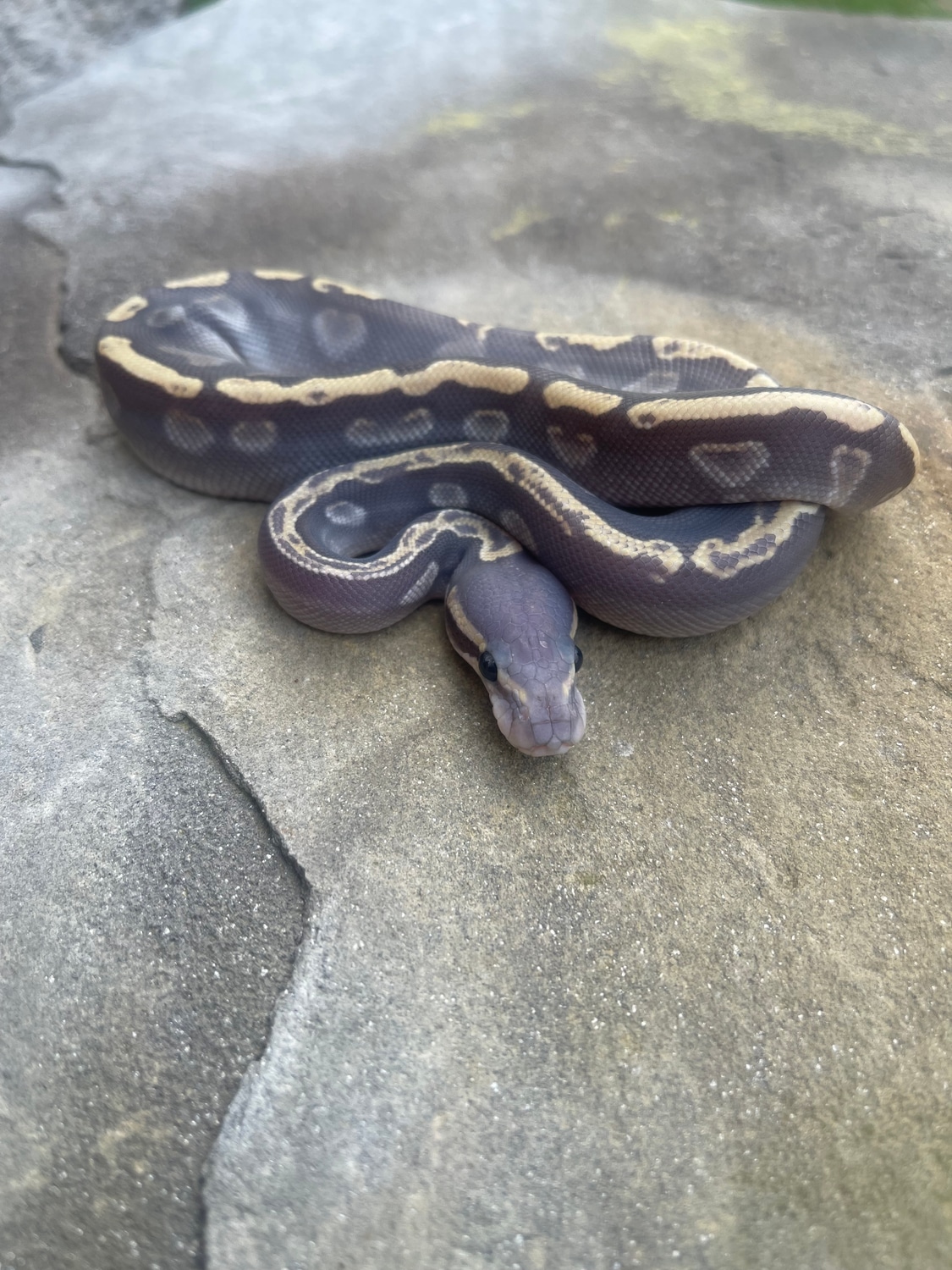 GHI Mojave Hypo Enchi Ball Python by 4Z Exotics - MorphMarket
