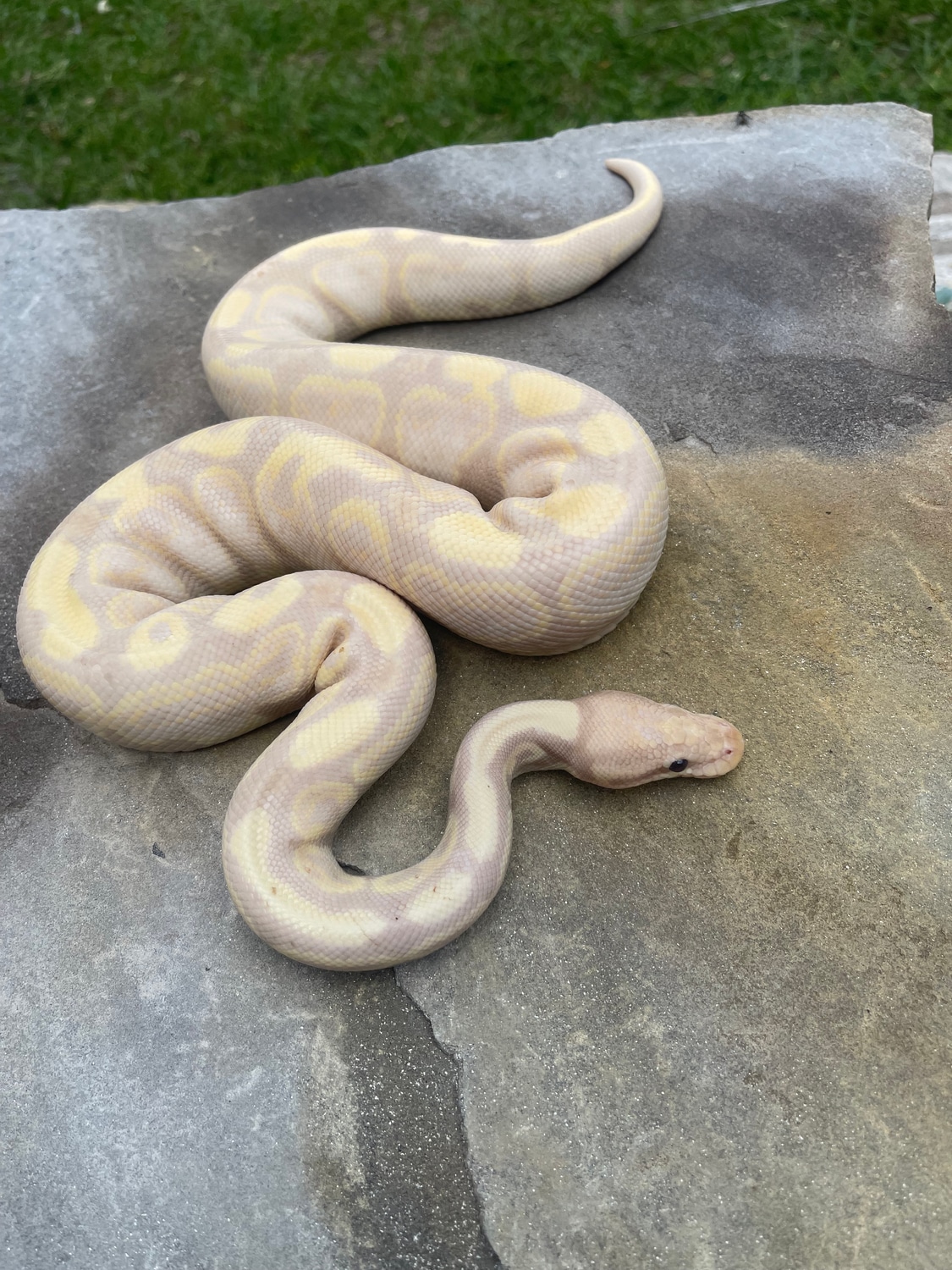 Super Banana Ball Python by 4Z Exotics - MorphMarket