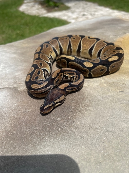 Normal Ball Python by 4Z Exotics