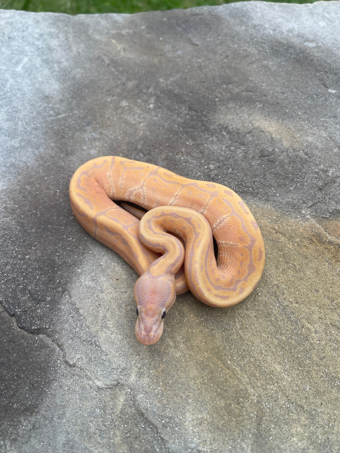 Banana Pinstripe Ball Python by 4Z Exotics - MorphMarket