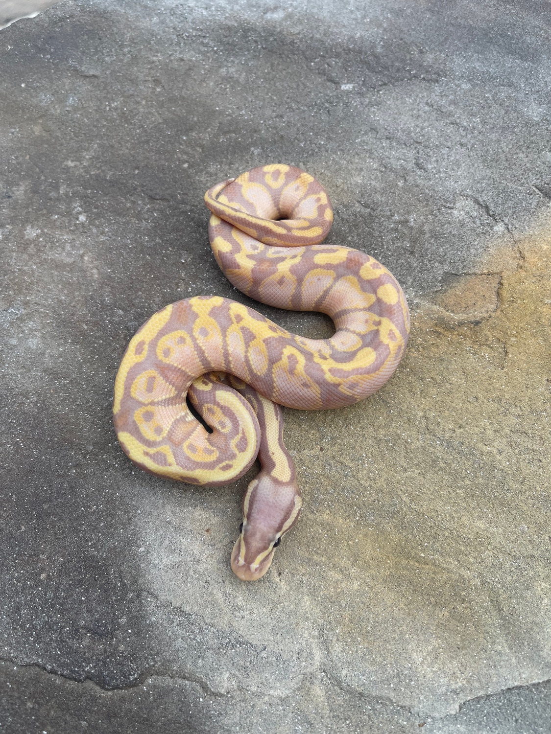 Pastel Banana Ball Python by 4Z Exotics - MorphMarket