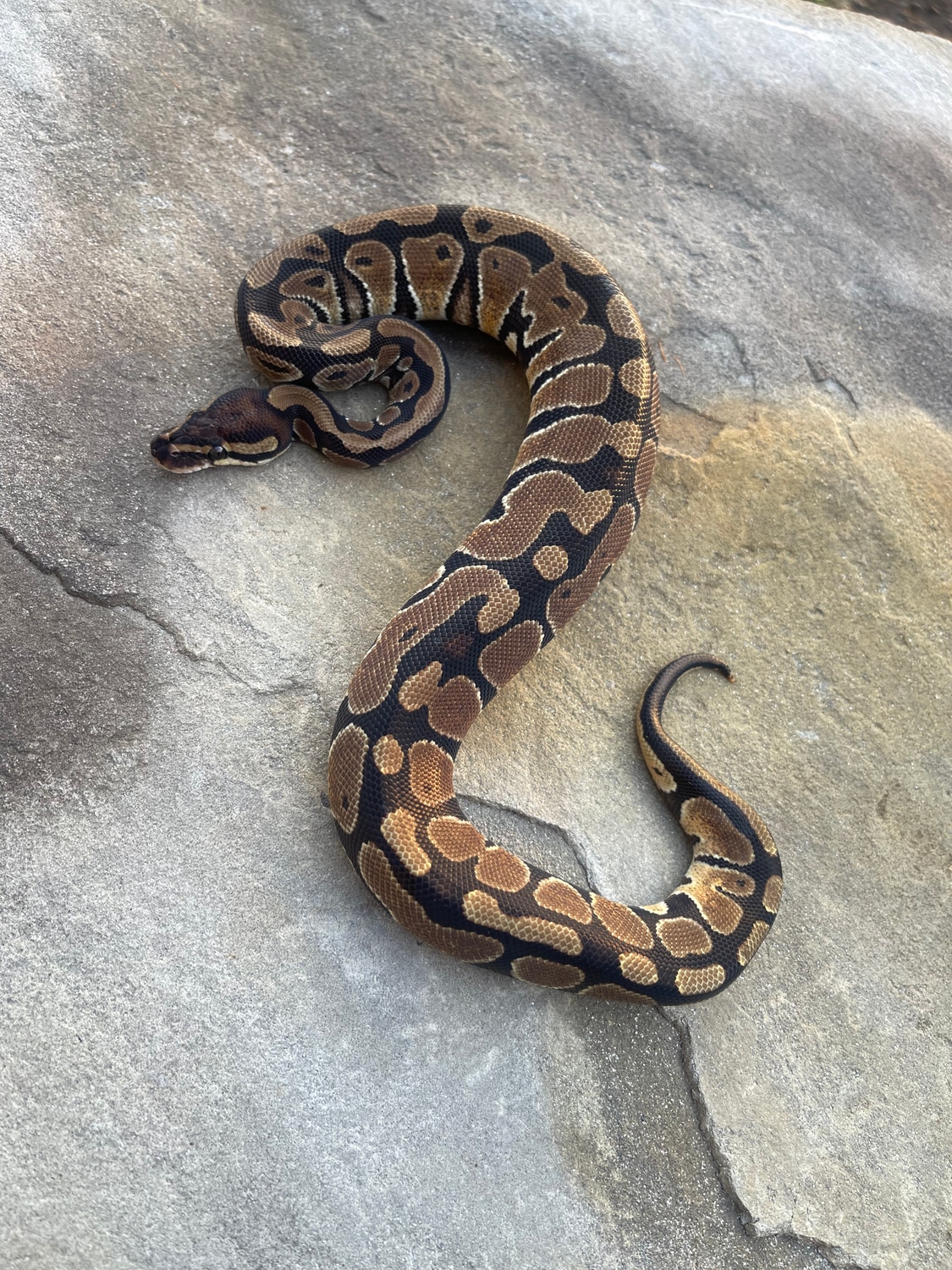 Woma Ball Python by 4Z Exotics - MorphMarket