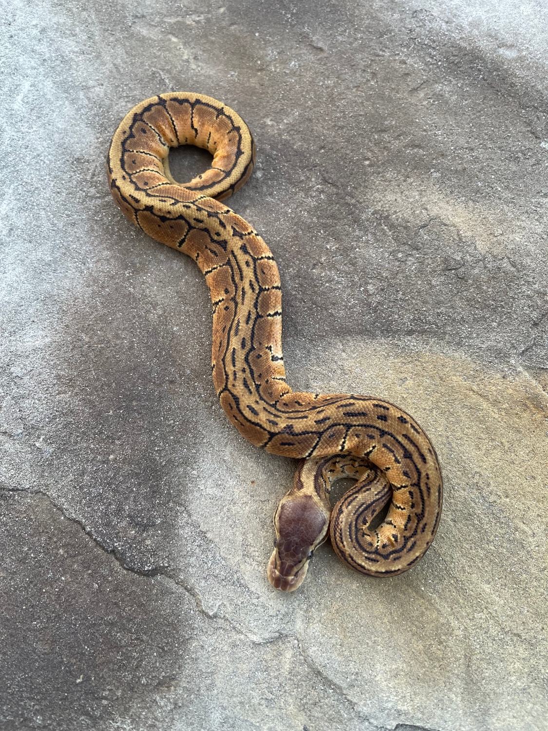 Pastel Pinstripe Ball Python by 4Z Exotics - MorphMarket