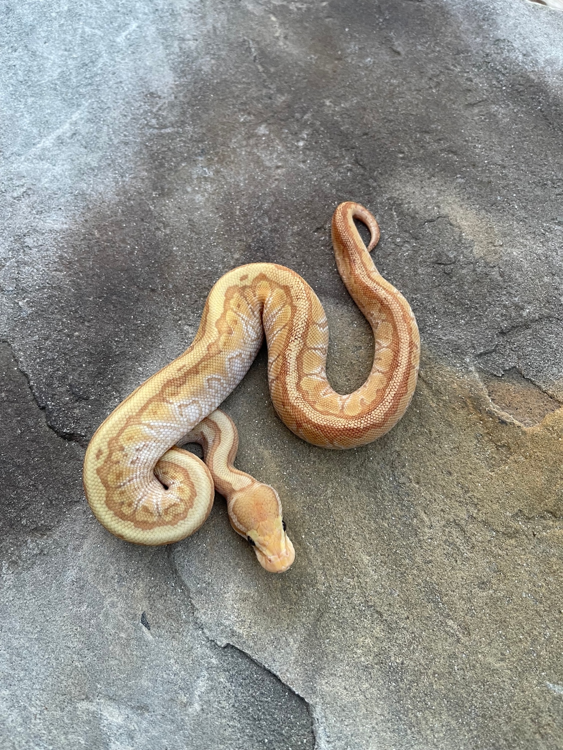 Pastel Lesser Pinstripe Banana Ball Python by 4Z Exotics - MorphMarket