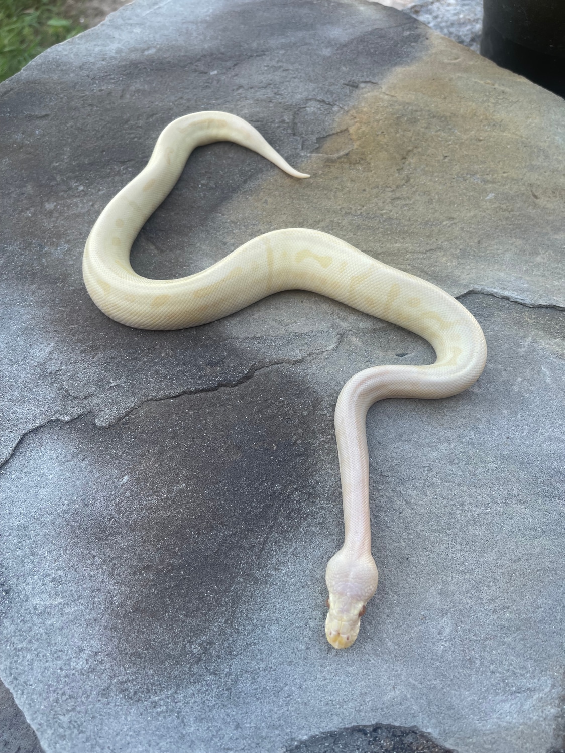 Bumblebee Leopard Albino Ball Python by 4Z Exotics - MorphMarket