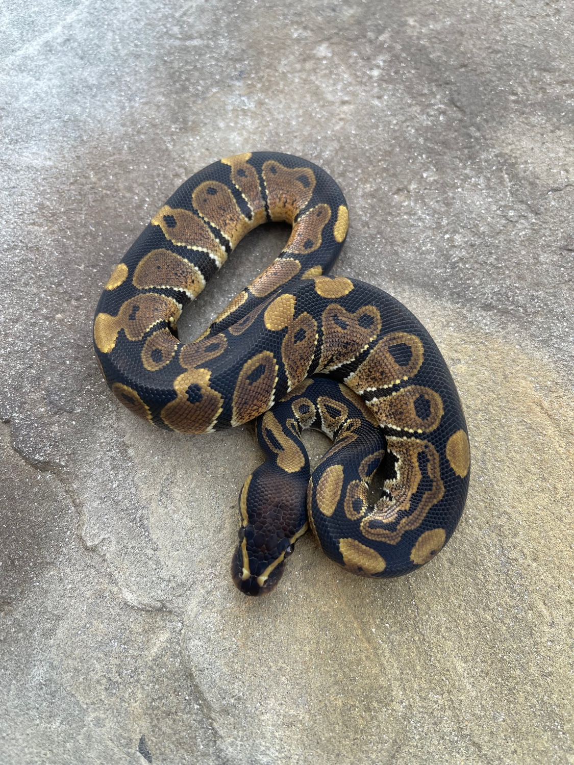 Volta Possible DInker Ball Python by 4Z Exotics - MorphMarket