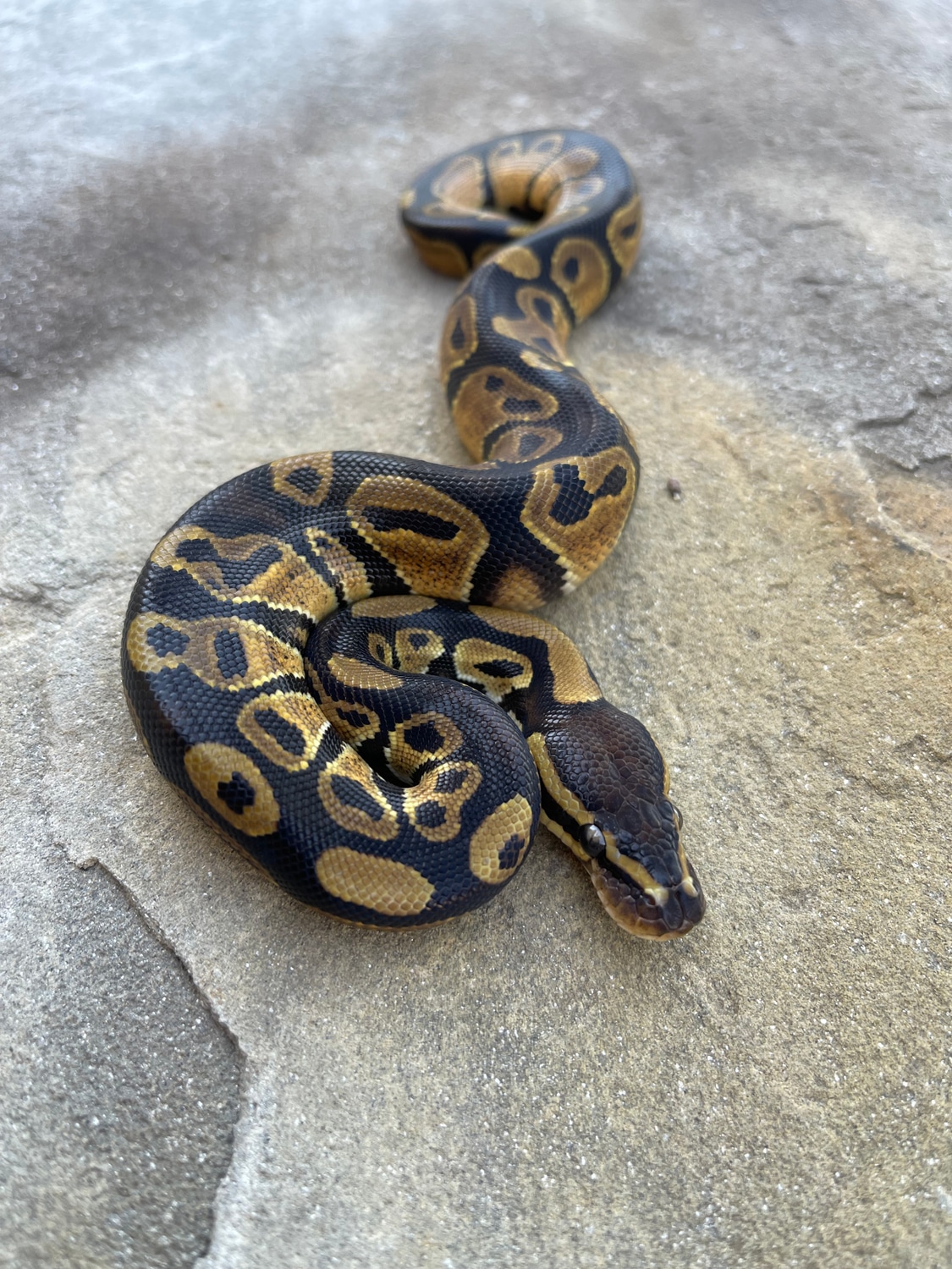 Volta Ball Python by 4Z Exotics - MorphMarket