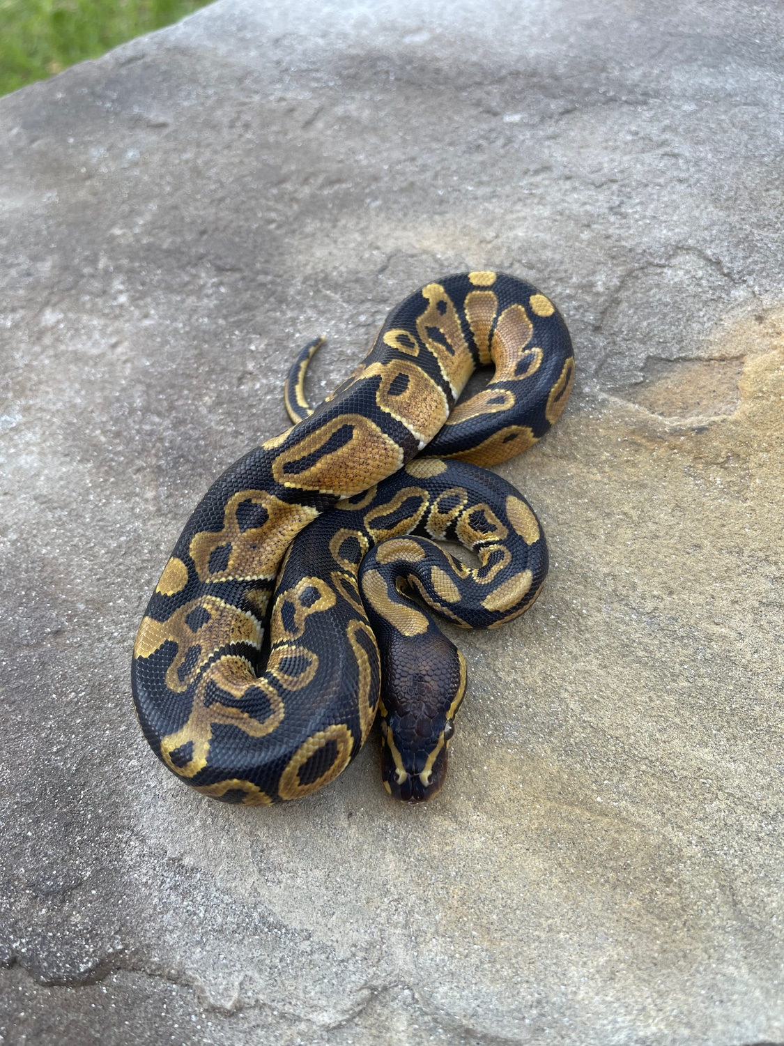 Volta Ball Python by 4Z Exotics - MorphMarket