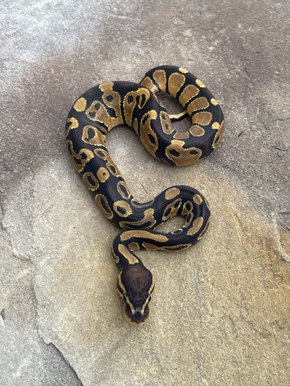 Volta Ball Python by 4Z Exotics