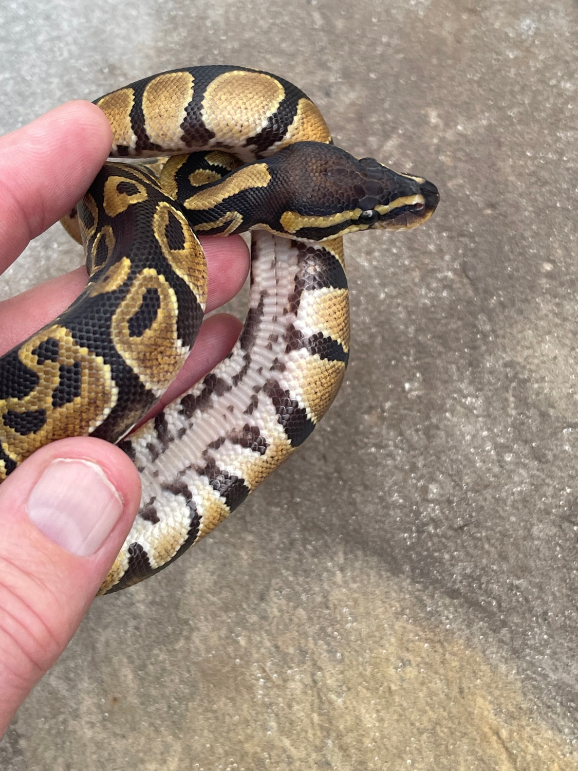 Volta Ball Python by 4Z Exotics - MorphMarket