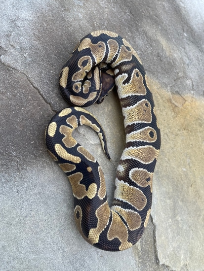 Normal Ball Python by 4Z Exotics