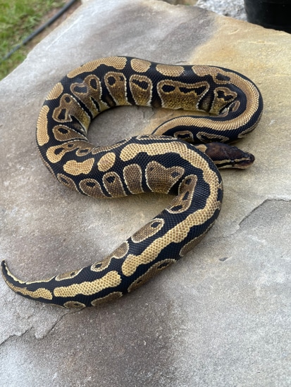 Normal 50% Het Pied Ball Python by 4Z Exotics