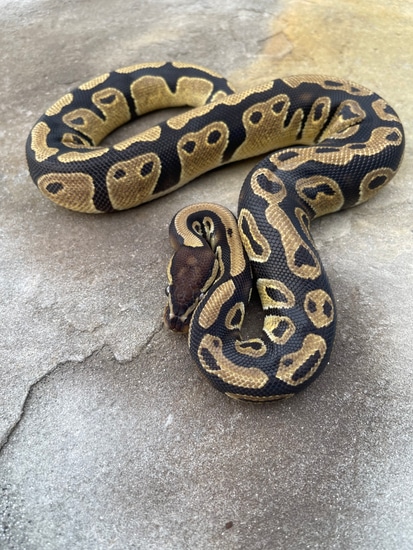 Dinker Ball Python by 4Z Exotics
