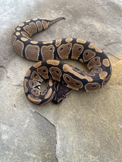 Normal Ball Python by 4Z Exotics