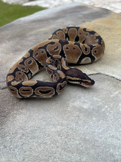 Normal Ball Python by 4Z Exotics