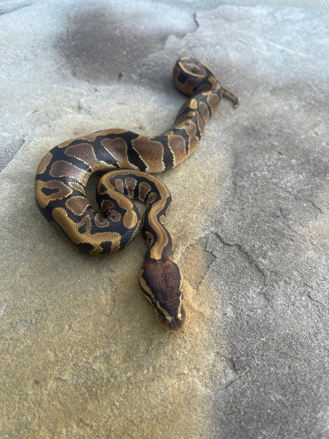 Volta Ball Python by 4Z Exotics - MorphMarket