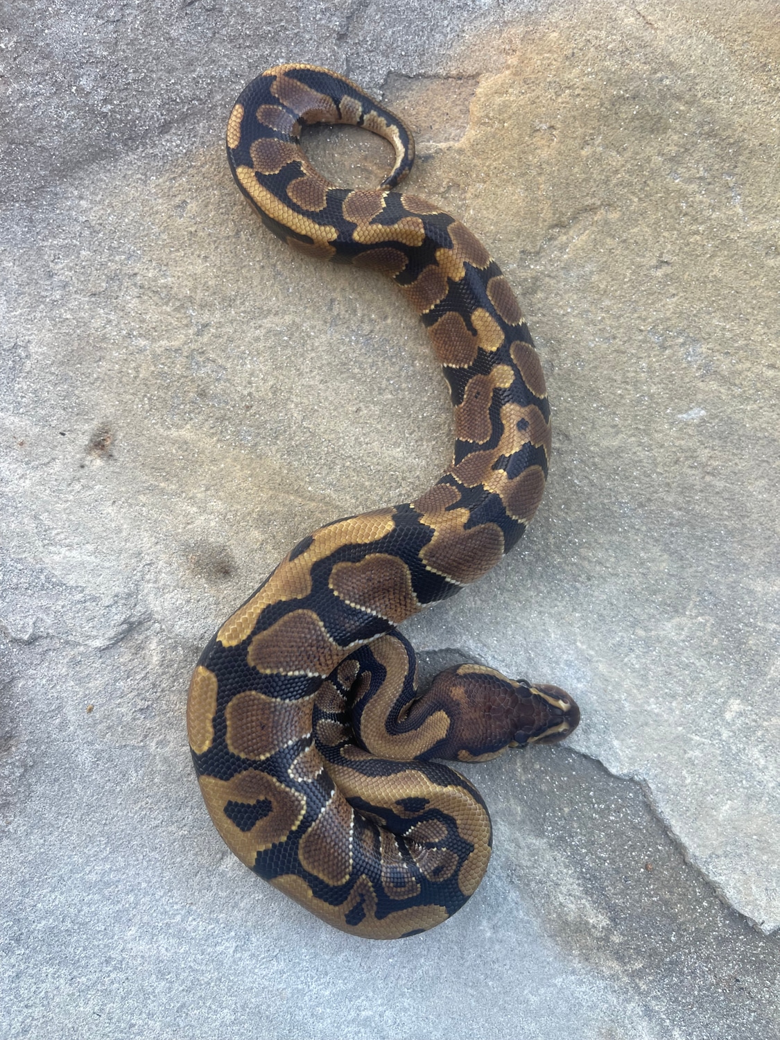 Volta Ball Python by 4Z Exotics - MorphMarket