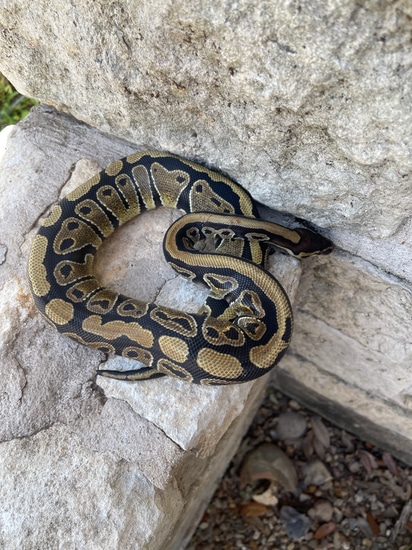 Normal 50% Het Pied Ball Python by 4Z Exotics