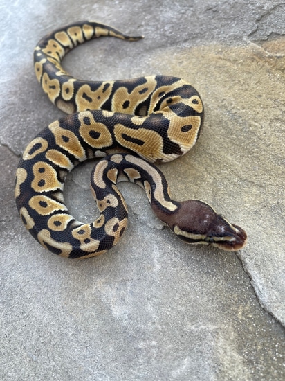 Pastel Scaleless Head Ball Python by 4Z Exotics