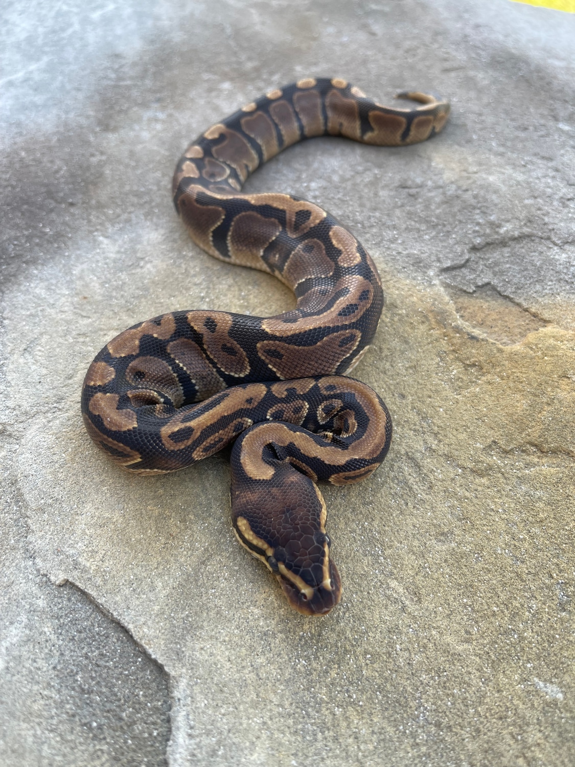 Volta Ball Python by 4Z Exotics - MorphMarket