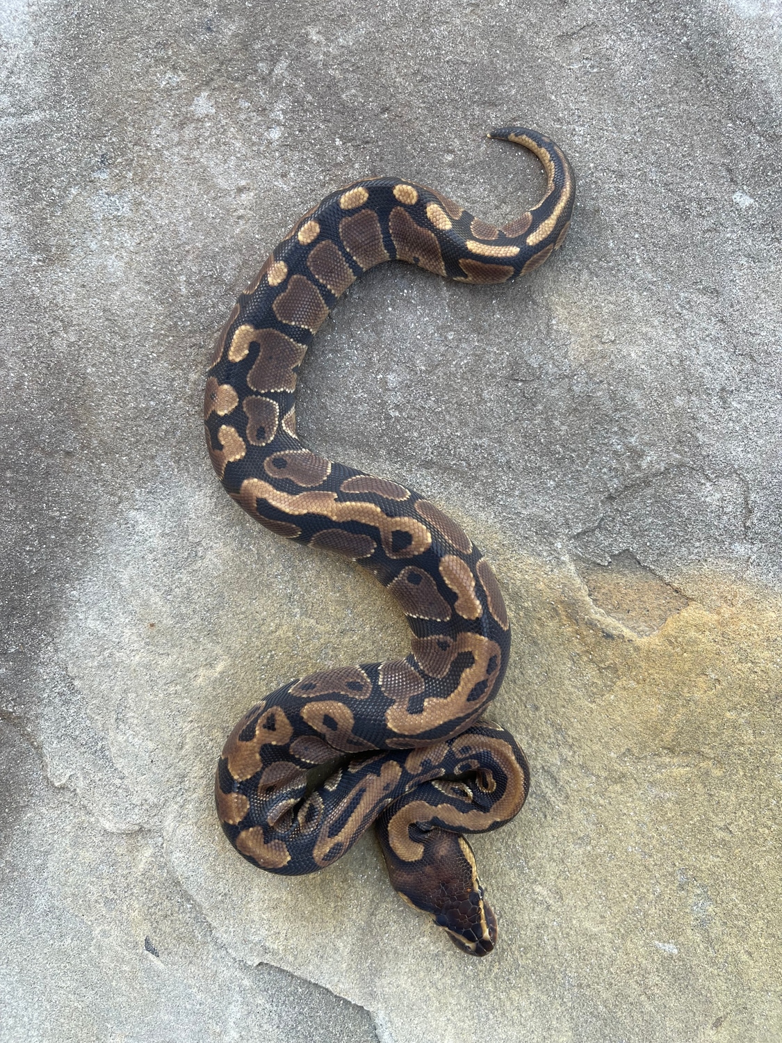 Volta Ball Python by 4Z Exotics - MorphMarket