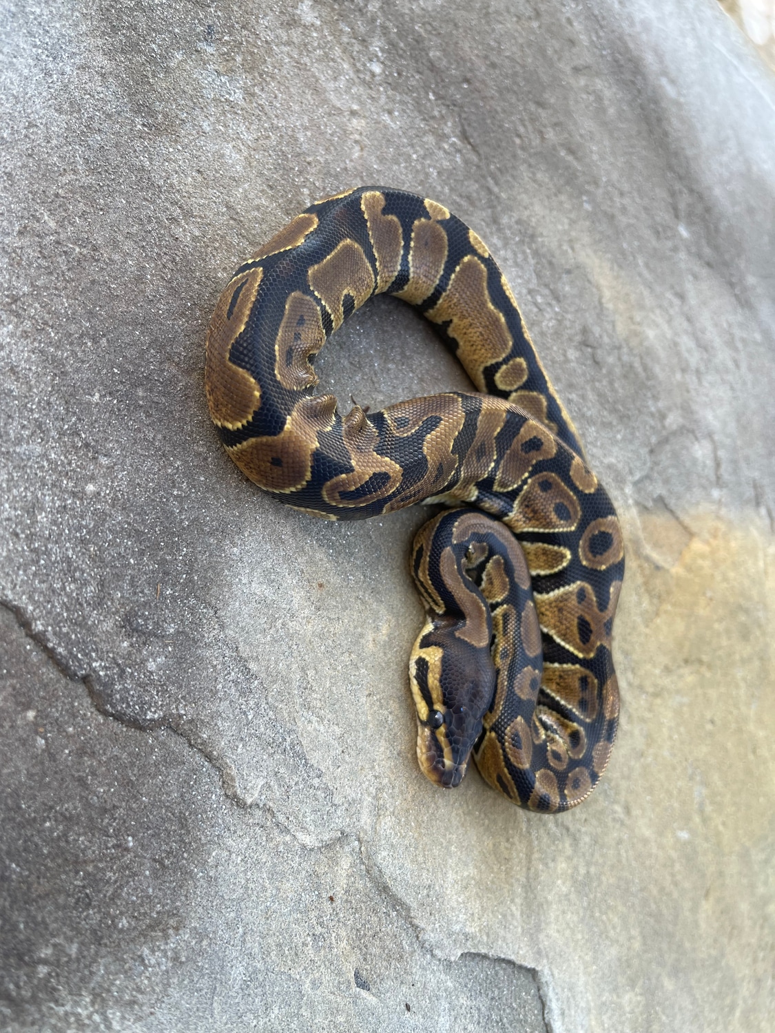 Volta Ball Python by 4Z Exotics - MorphMarket