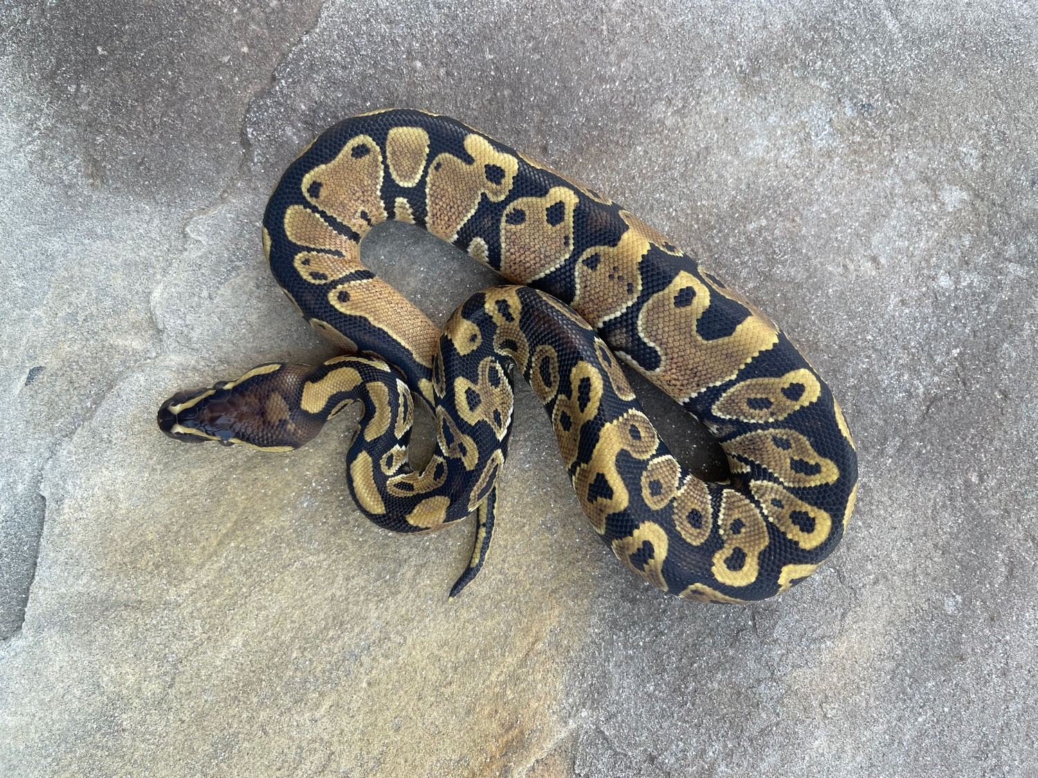 Het Hypo Ball Python by 4Z Exotics - MorphMarket