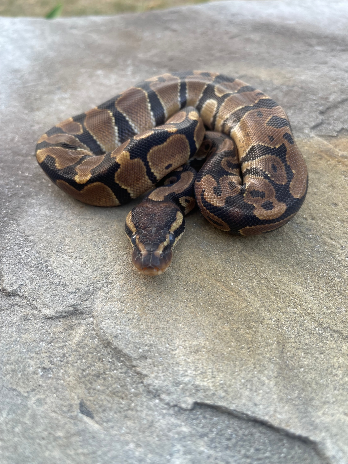 Volta Ball Python by 4Z Exotics - MorphMarket