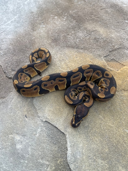 Volta Ball Python by 4Z Exotics