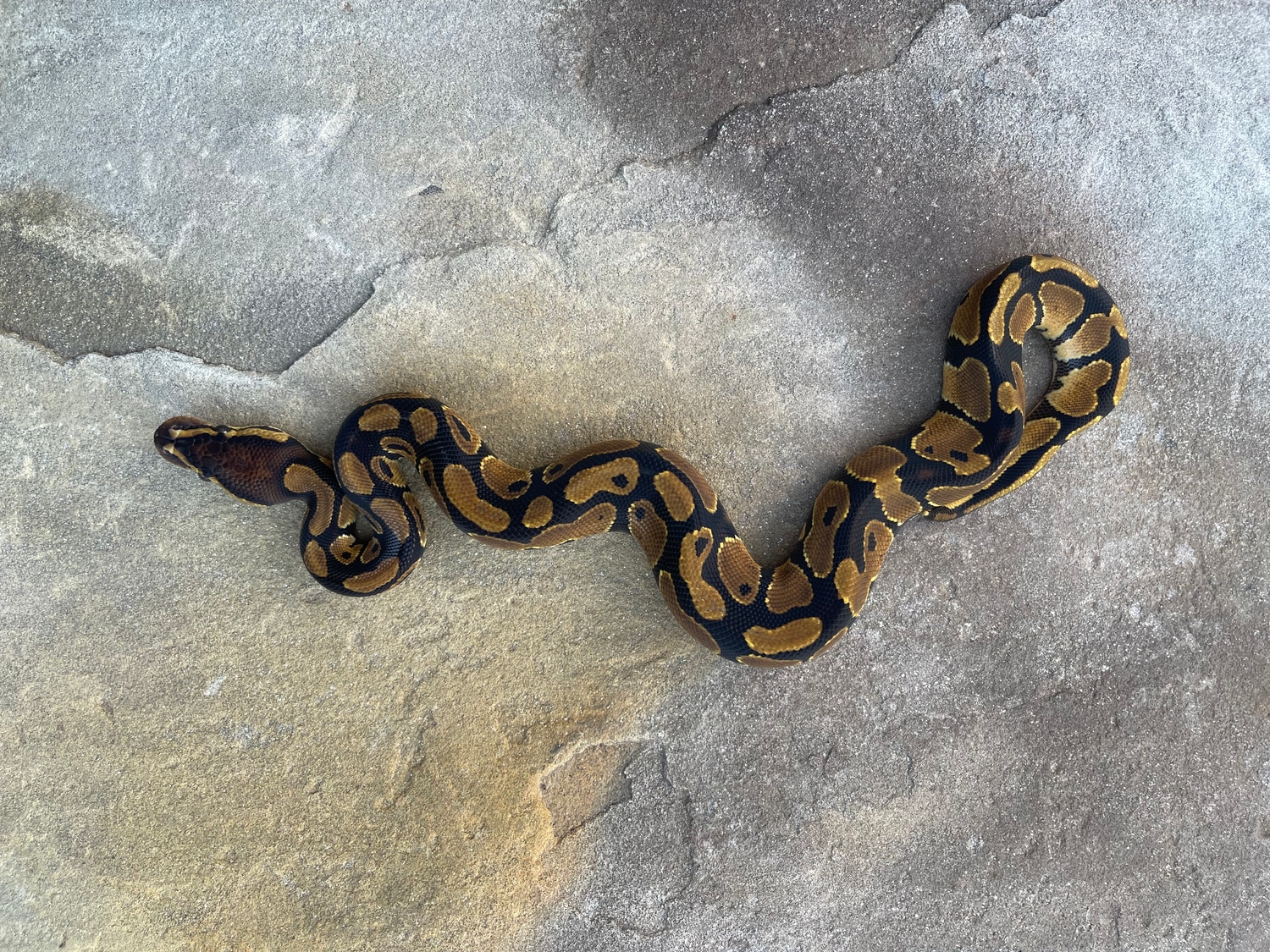 Volta Ball Python by 4Z Exotics - MorphMarket