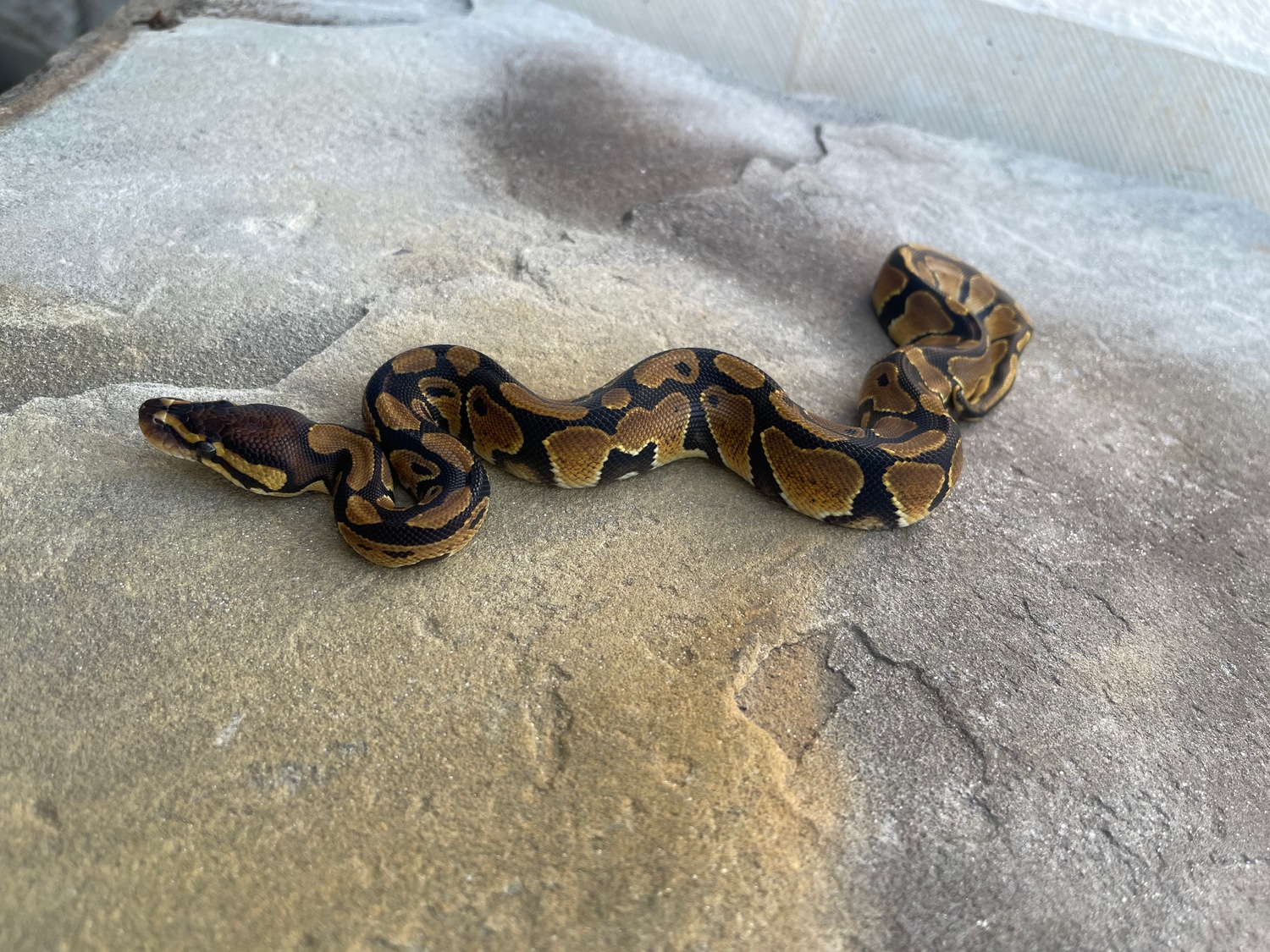 Volta Ball Python by 4Z Exotics - MorphMarket