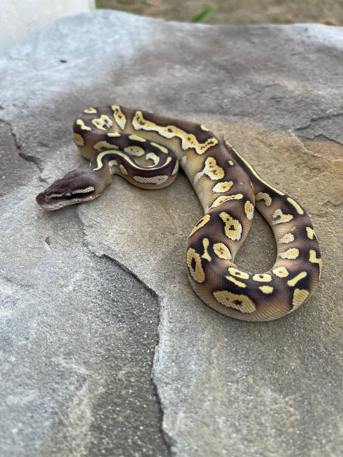 Pastel Red Gene Ringer Gene Lesser Blackhead Possible Leopard Ball ...