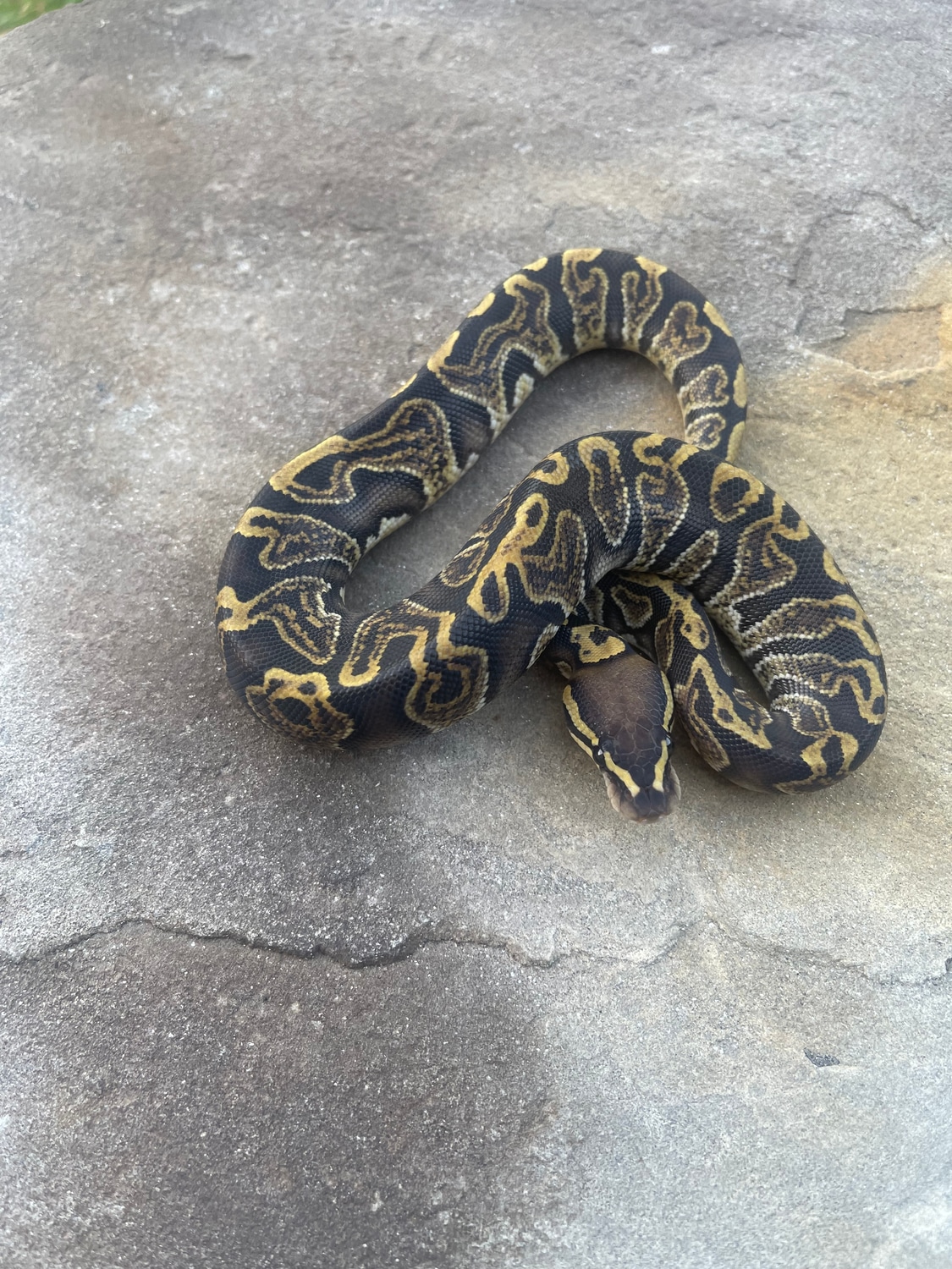 GHI Ball Python by 4Z Exotics - MorphMarket