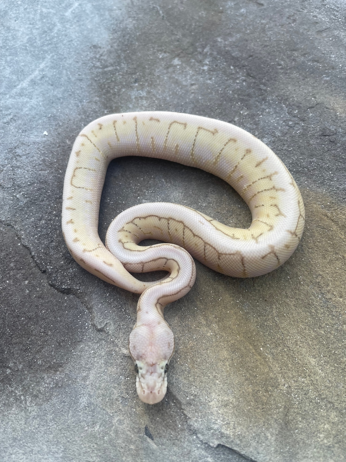 Pastel Lesser Pinstripe Spider Ball Python by 4Z Exotics - MorphMarket