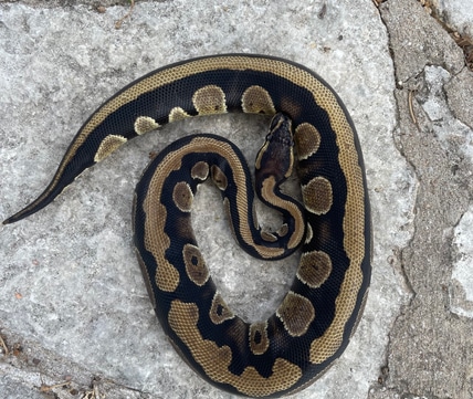 4Z Exotics - MorphMarket