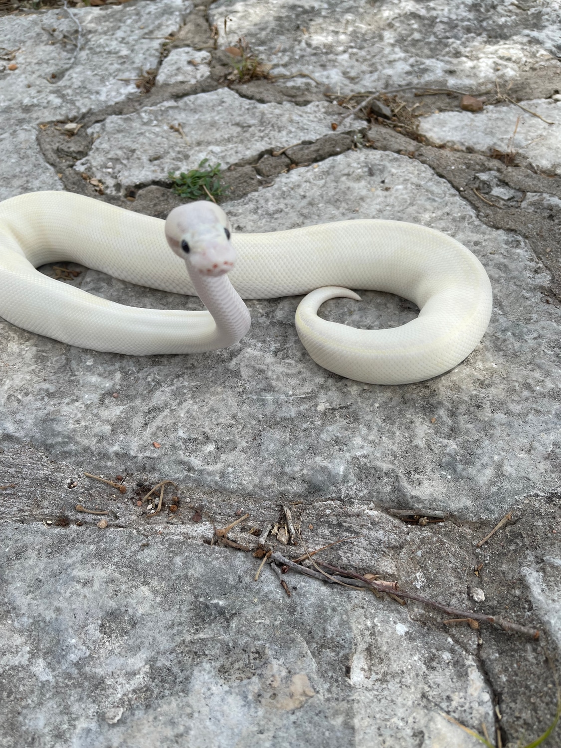Pastel Ivory 50% Het Clown Ball Python by 4Z Exotics - MorphMarket