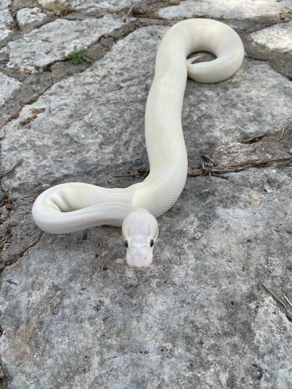 Pastel Ivory 50% Het Clown Ball Python by 4Z Exotics - MorphMarket