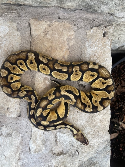 Citrus Pastel Ball Python by 4Z Exotics