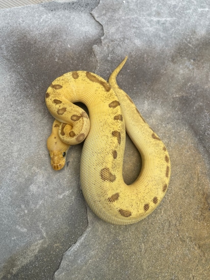 Bumble Bee Het Clown Dinker Ball Python by 4Z Exotics