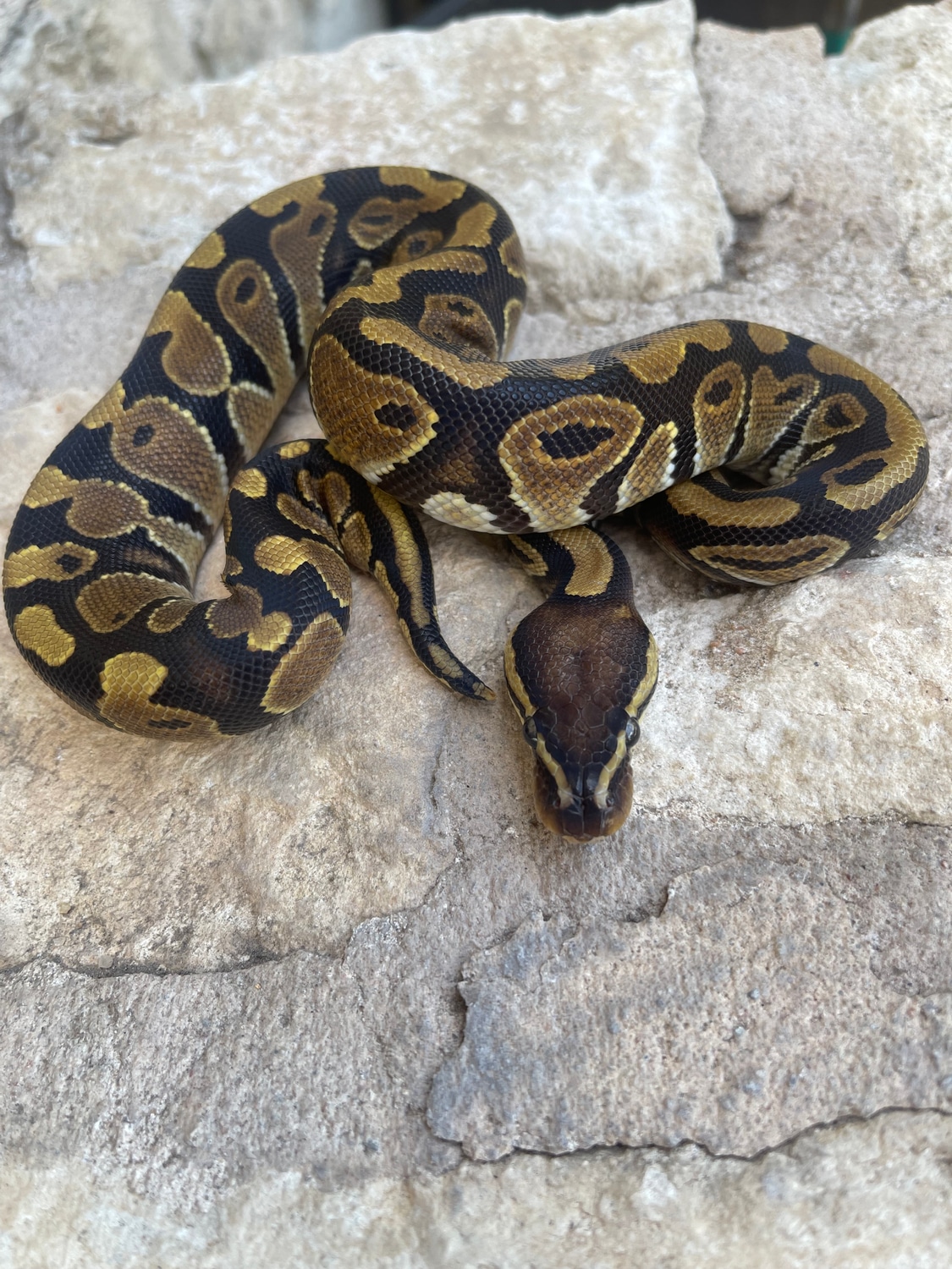 Volta Ball Python by 4Z Exotics - MorphMarket