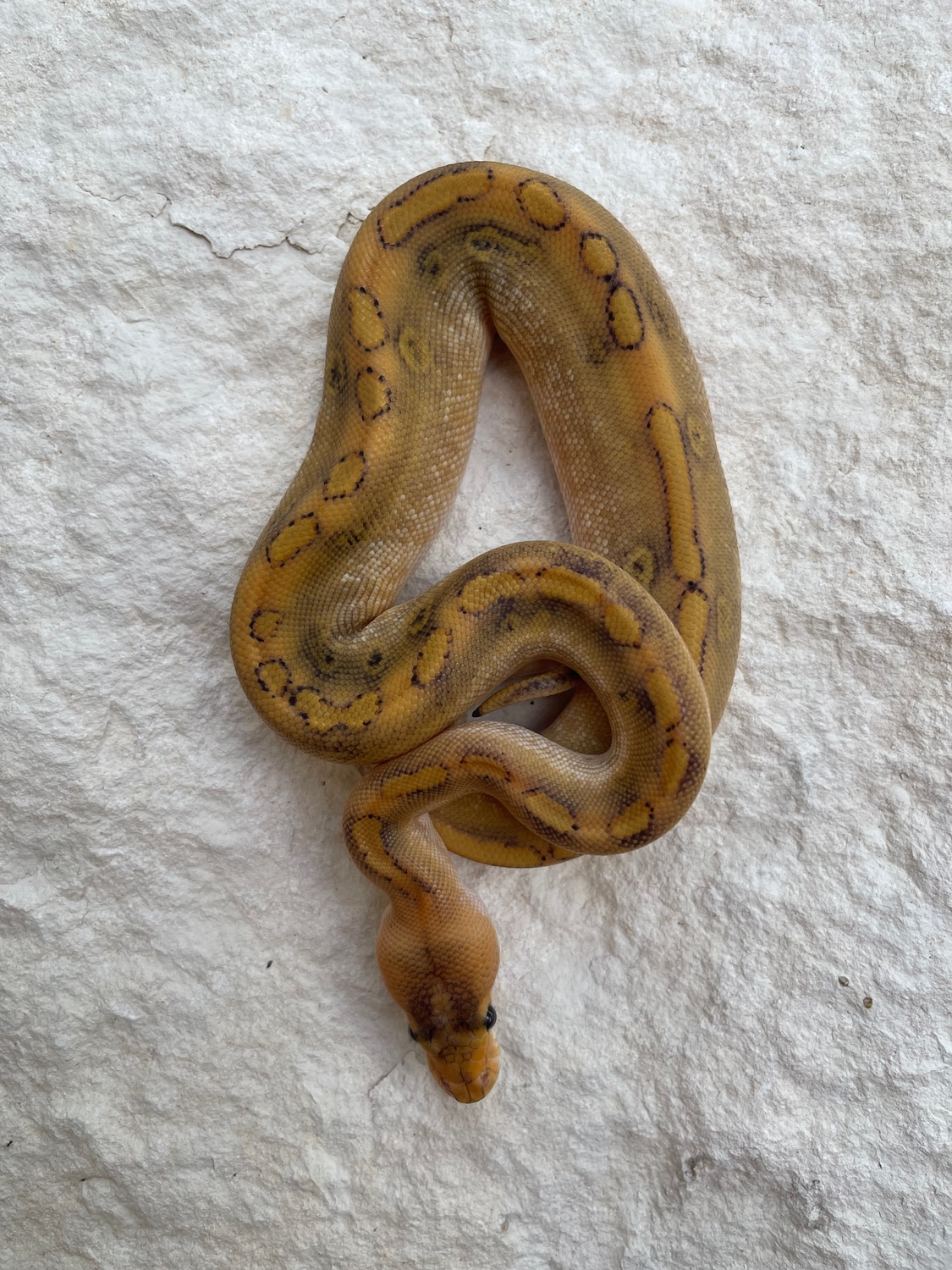 Champagne Enchi Het Clown Ball Python by 4Z Exotics - MorphMarket
