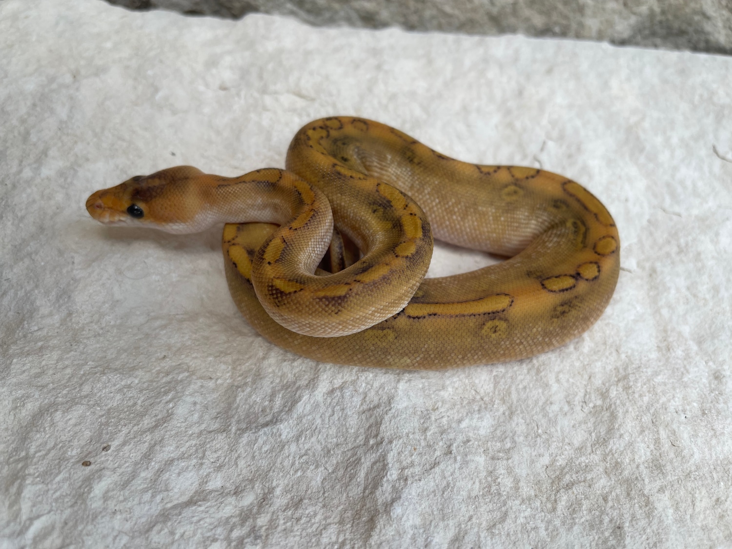 Champagne Enchi Het Clown Ball Python by 4Z Exotics - MorphMarket