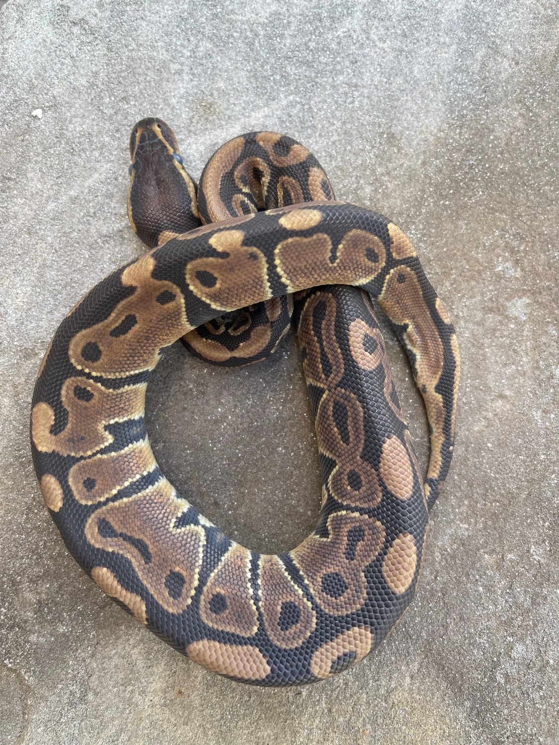 Volta Ball Python by 4Z Exotics - MorphMarket